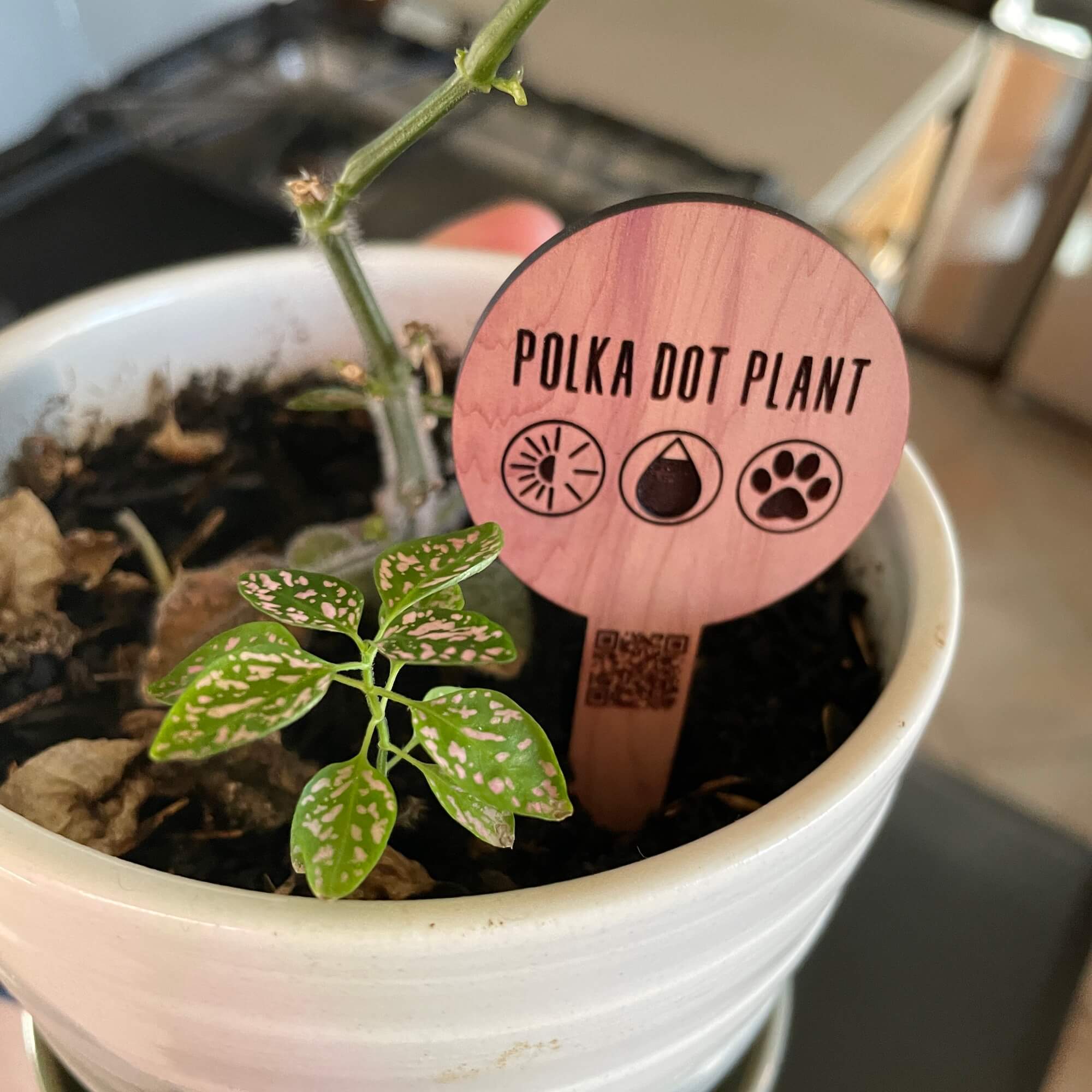 Plant Care & Identification Labels; Cedar Wood – LeeMo Designs